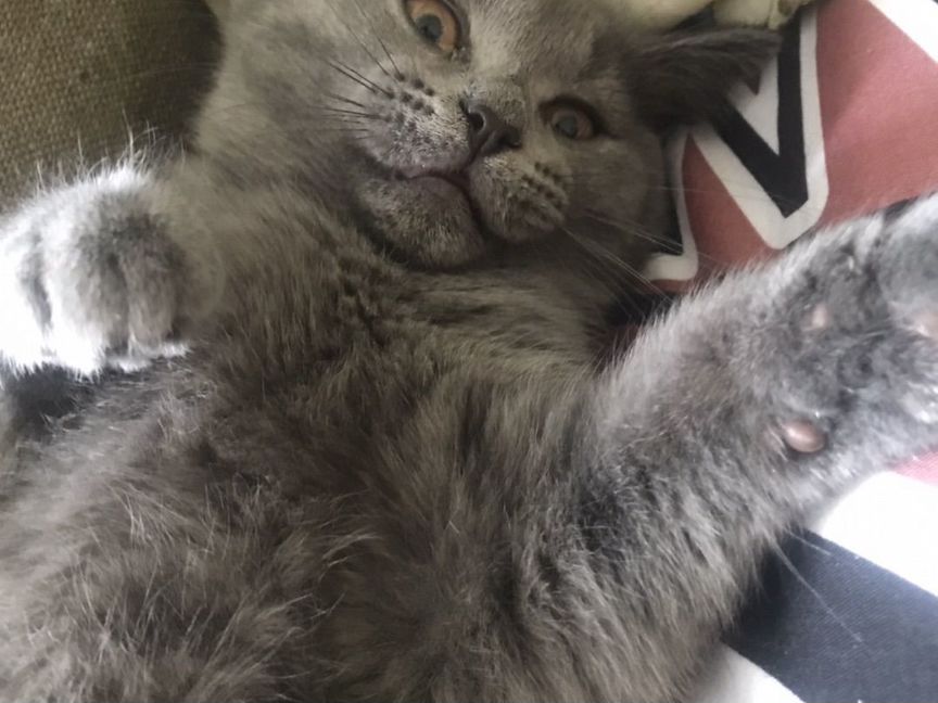 Кошка