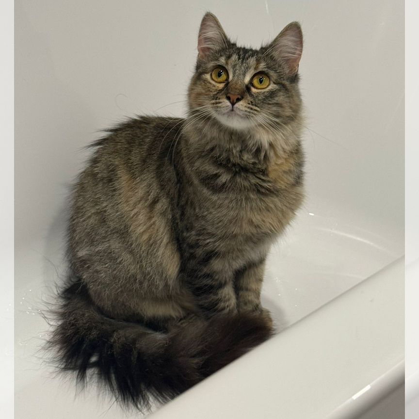 Взрослая, Девочка кошка в добрые руки