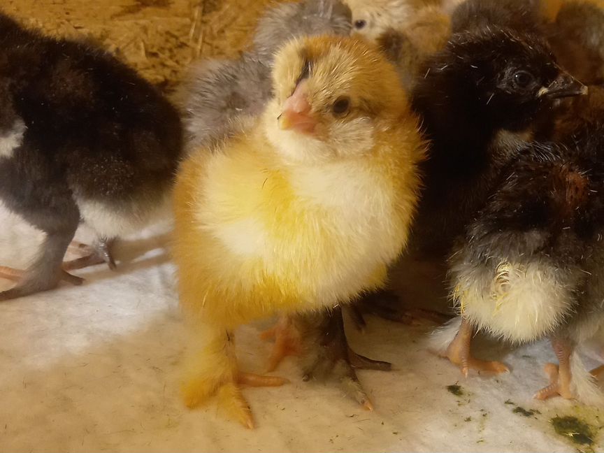Цыплята