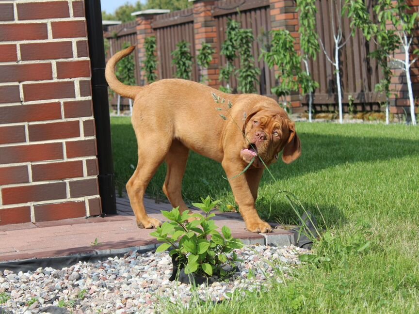 Девочка бордосского дога,продажа