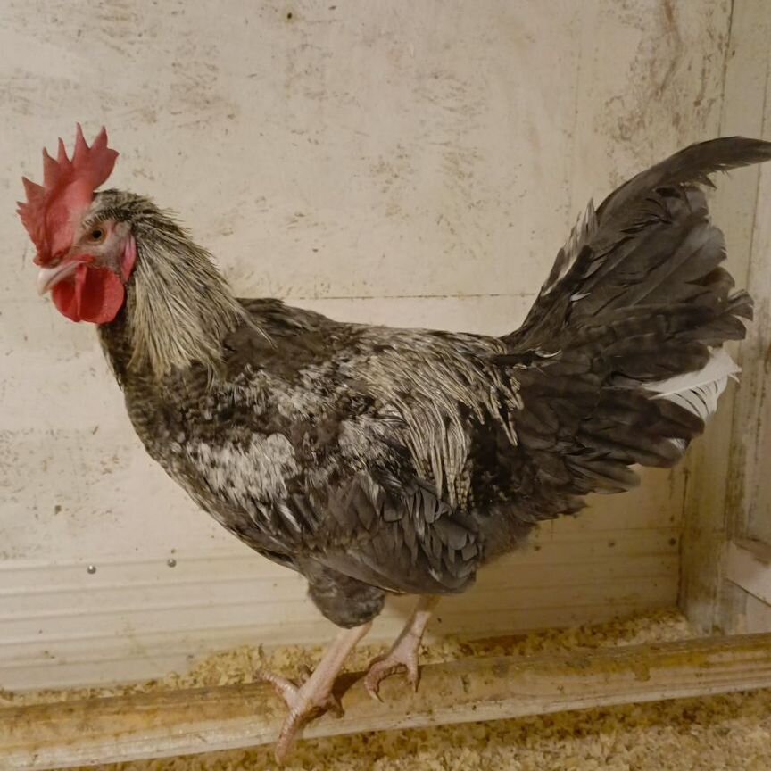 Молодые петухи