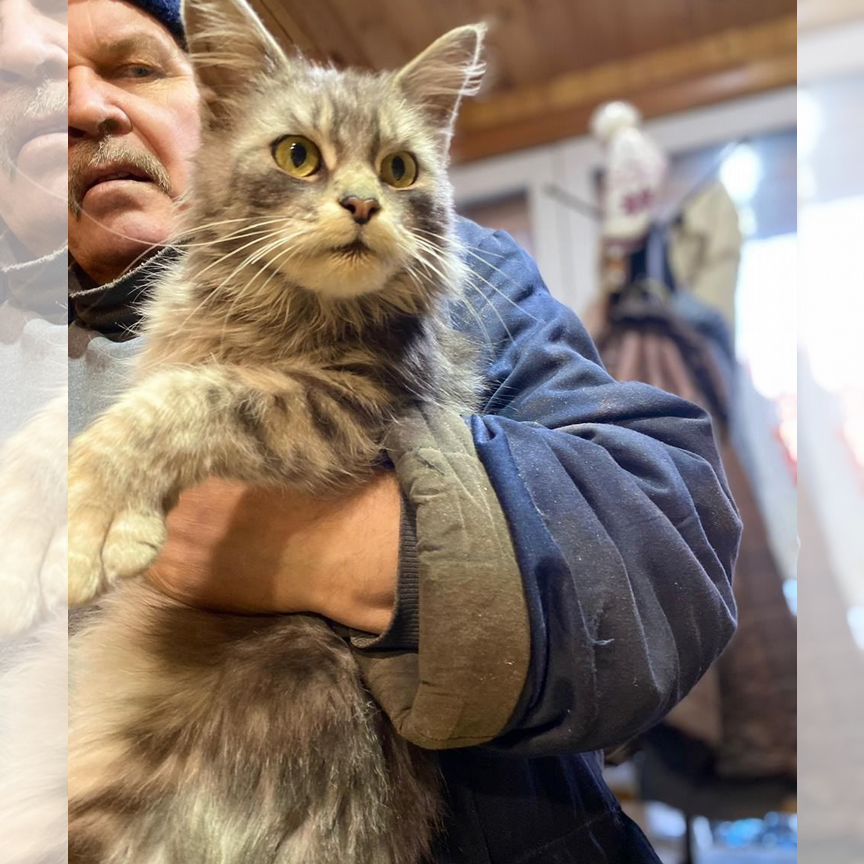 Мейн-кун, взрослая кошка