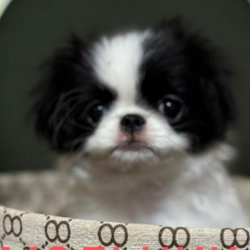 Японский хин, щенок