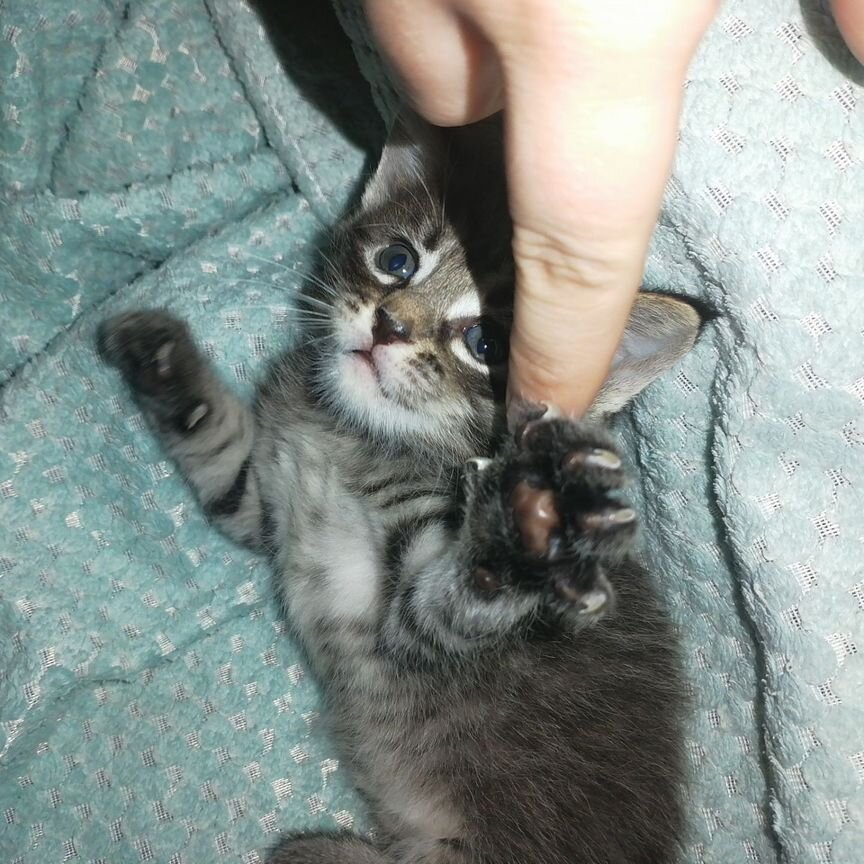 Котенок Йен