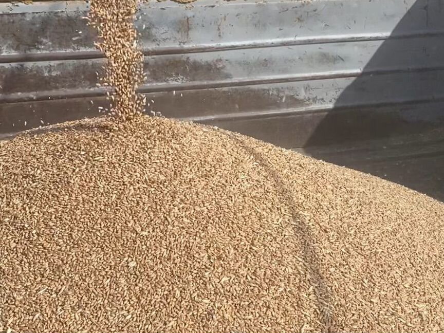 Озимая пшеница