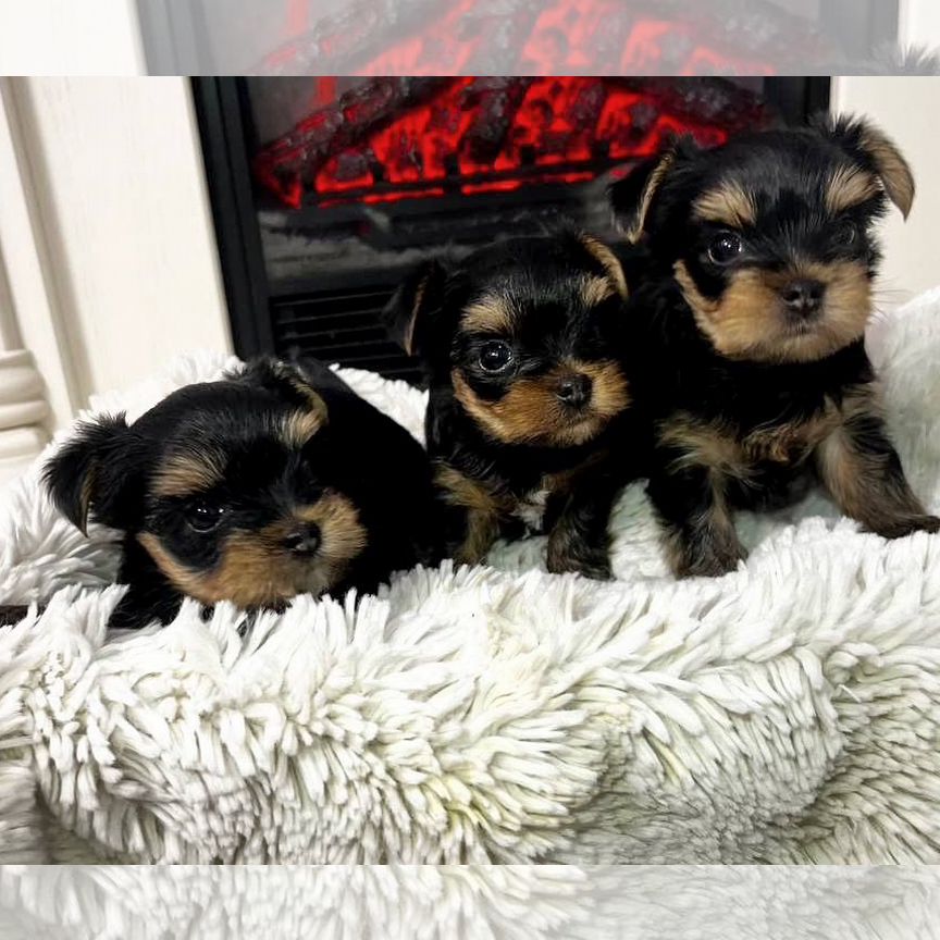 Йоркширский терьер, щенок
