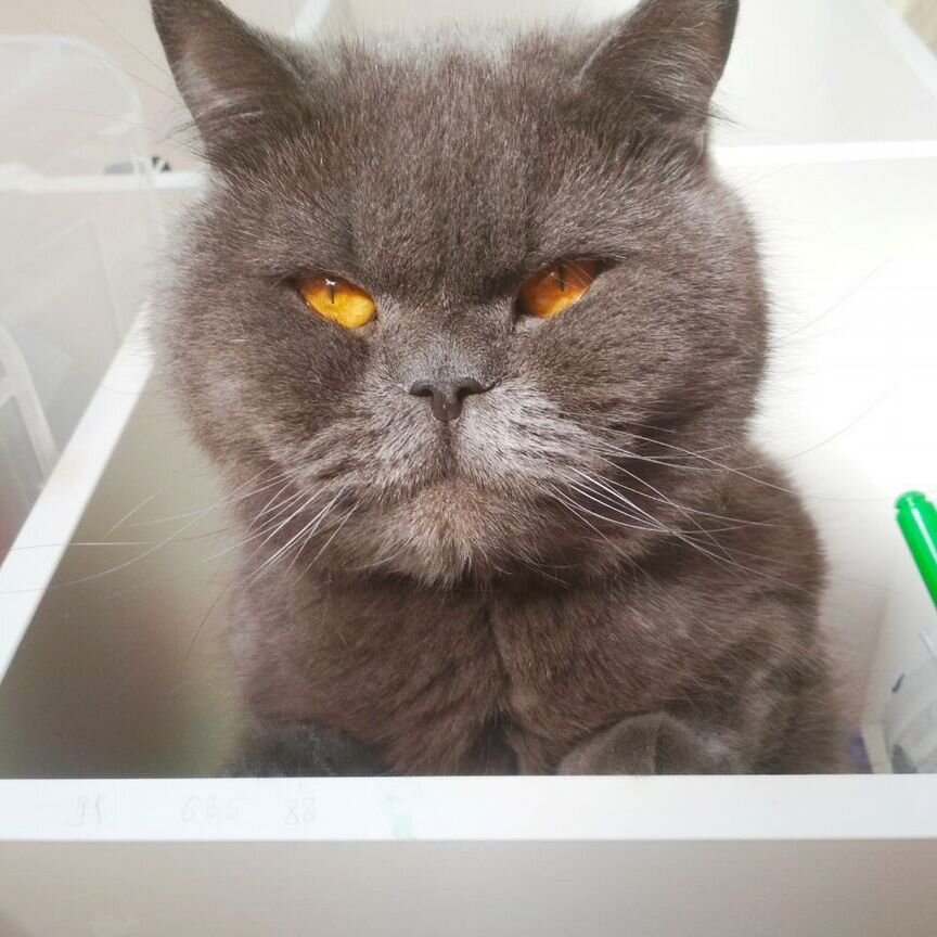 Кот ищет дом