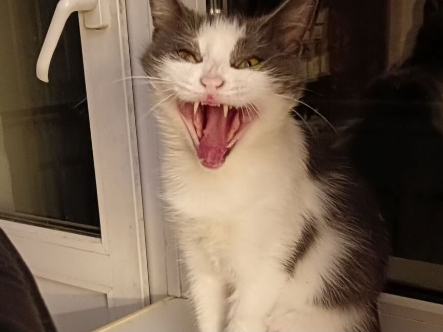 Кошка скоро может оказаться на улице