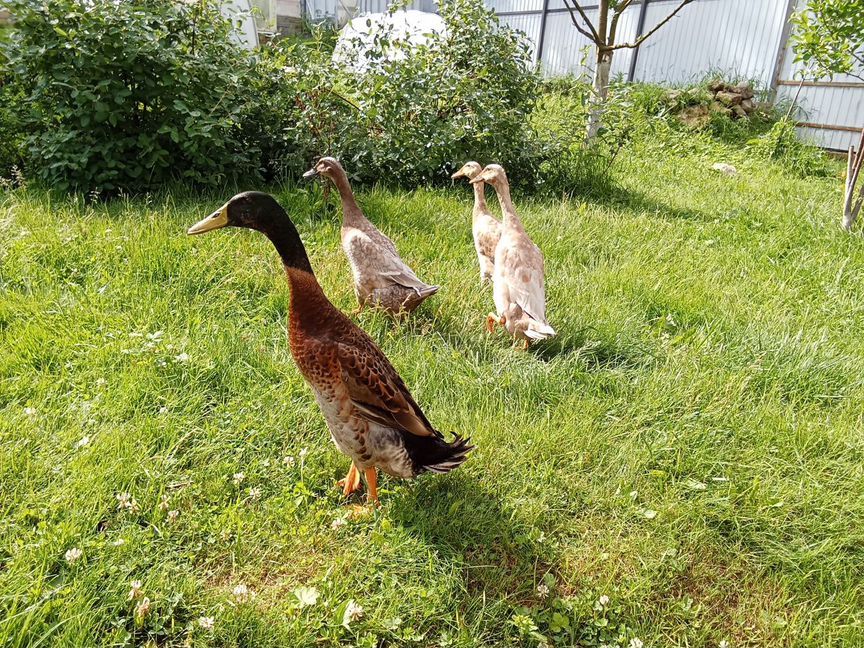 Утки Индийский Бегунок - 3 утки и селезень