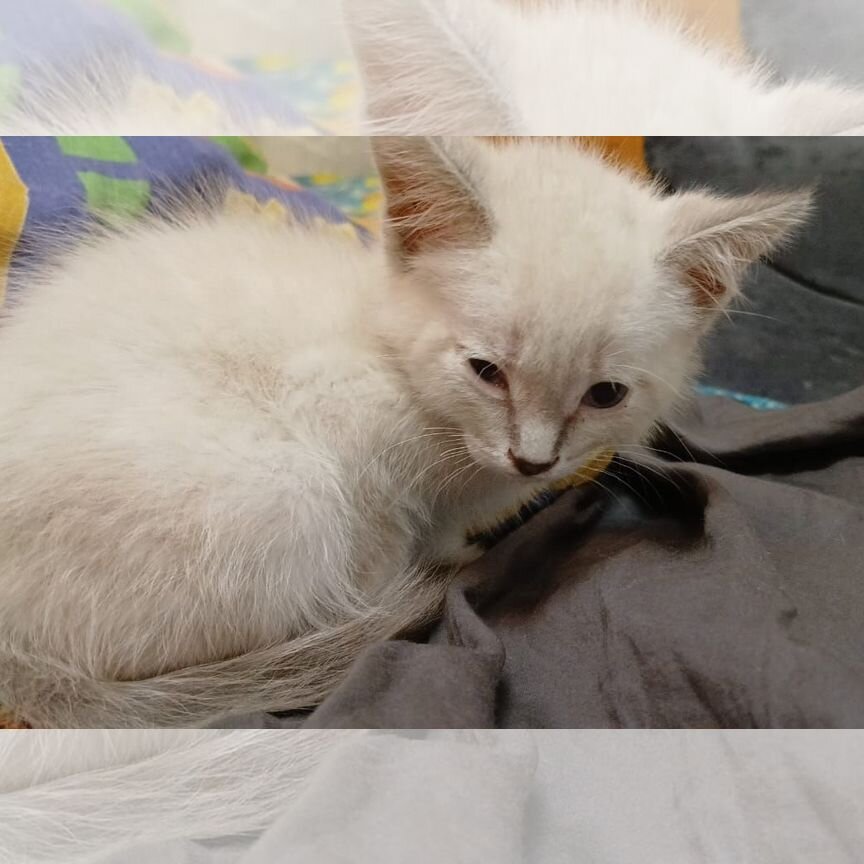 Котёнок в добрые руки