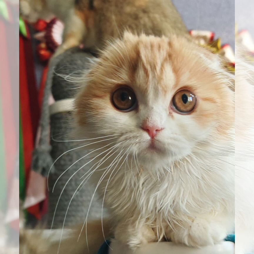 Шотландский вислоухий длинношёрстный котёнок