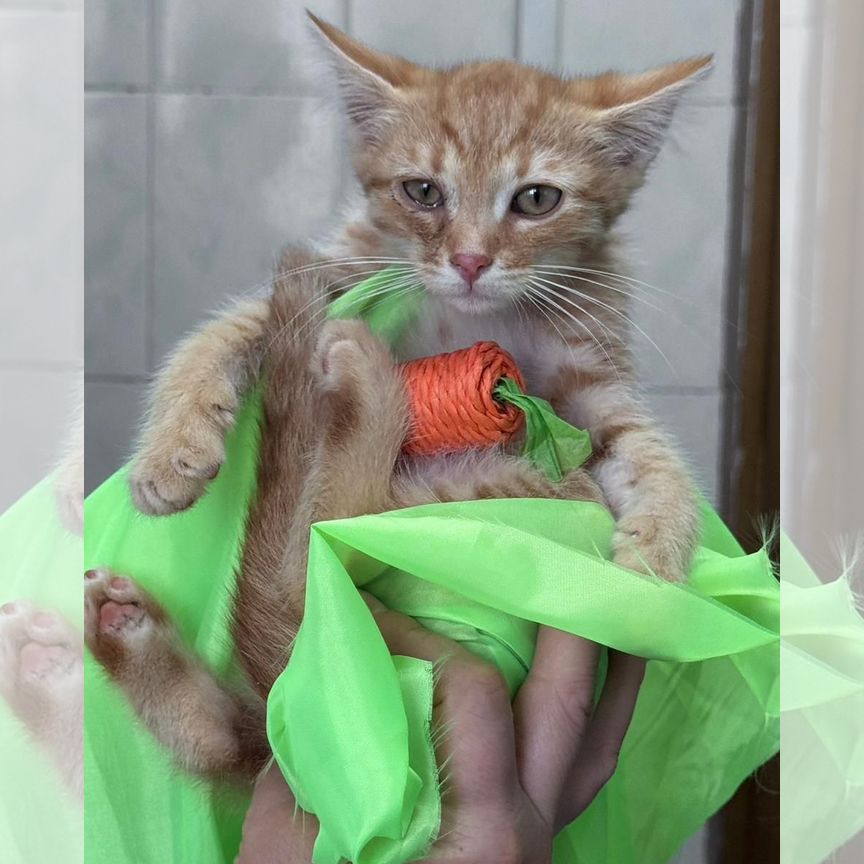 Рыжий котёночек
