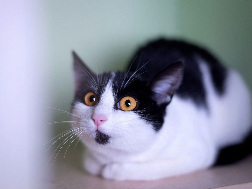 Котенок-подросток Фрея ищет дом