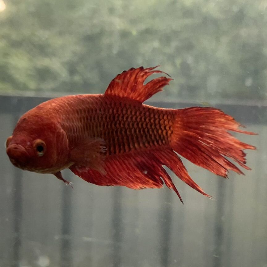 Петушок самка