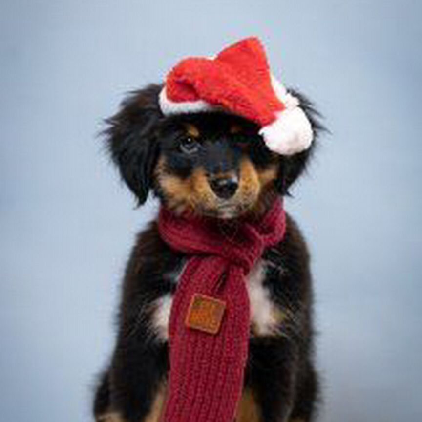 Миниатюрная американская овчарка, щенок