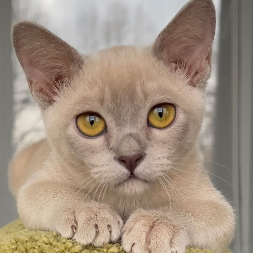 Бурманкие котята, лиловый котик