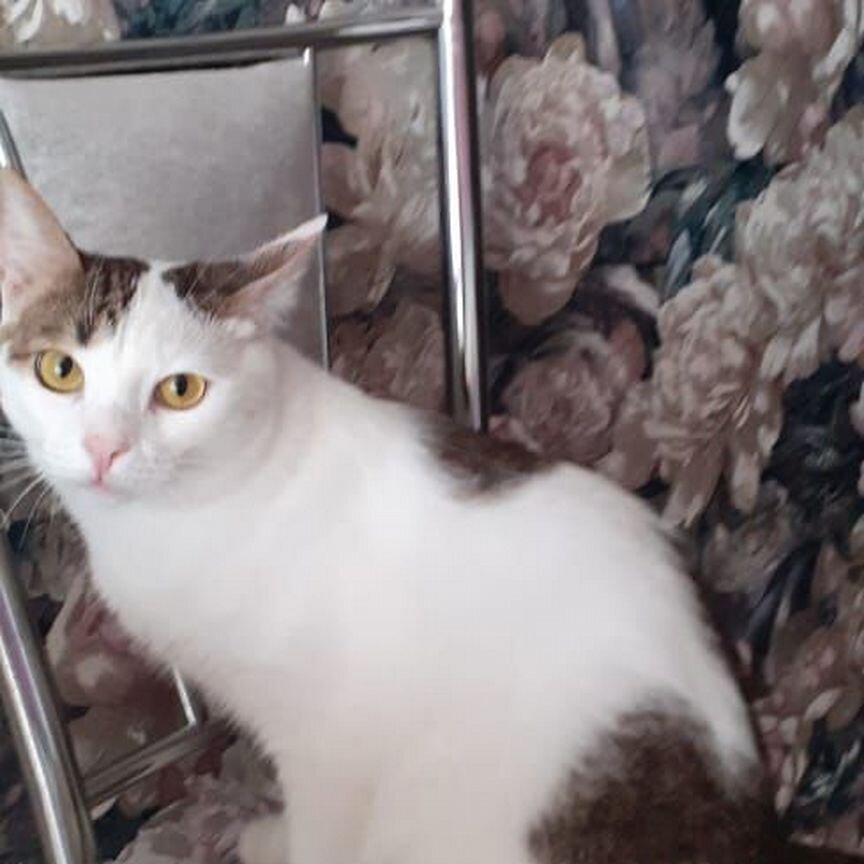 Котик Елисей