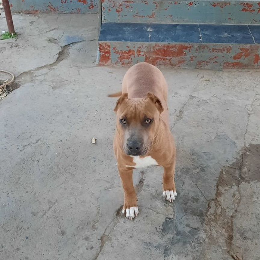 Стафорд Мальчик