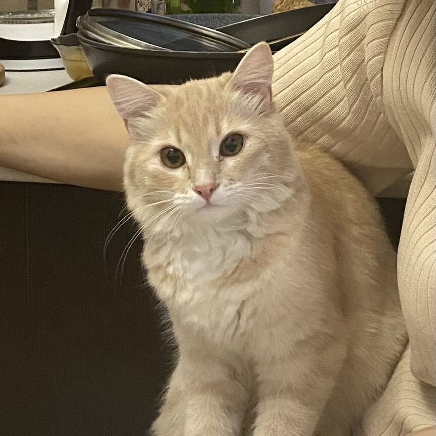 Отдам в добрые руки