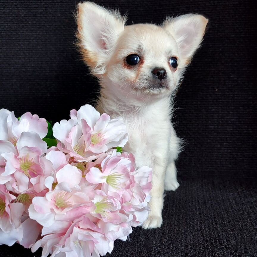 Малышка чихуахуа