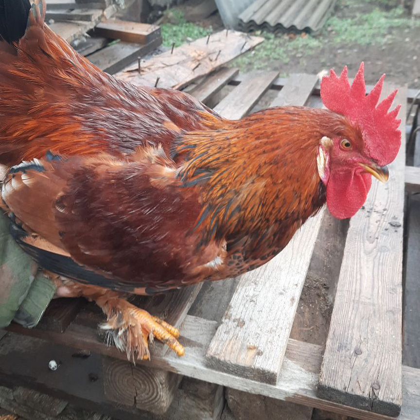 Молодые петухи