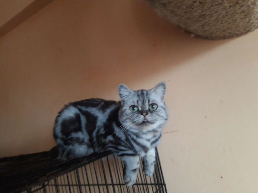 Британский эксклюзивный котик