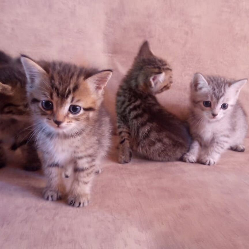 Котята в добрые руки