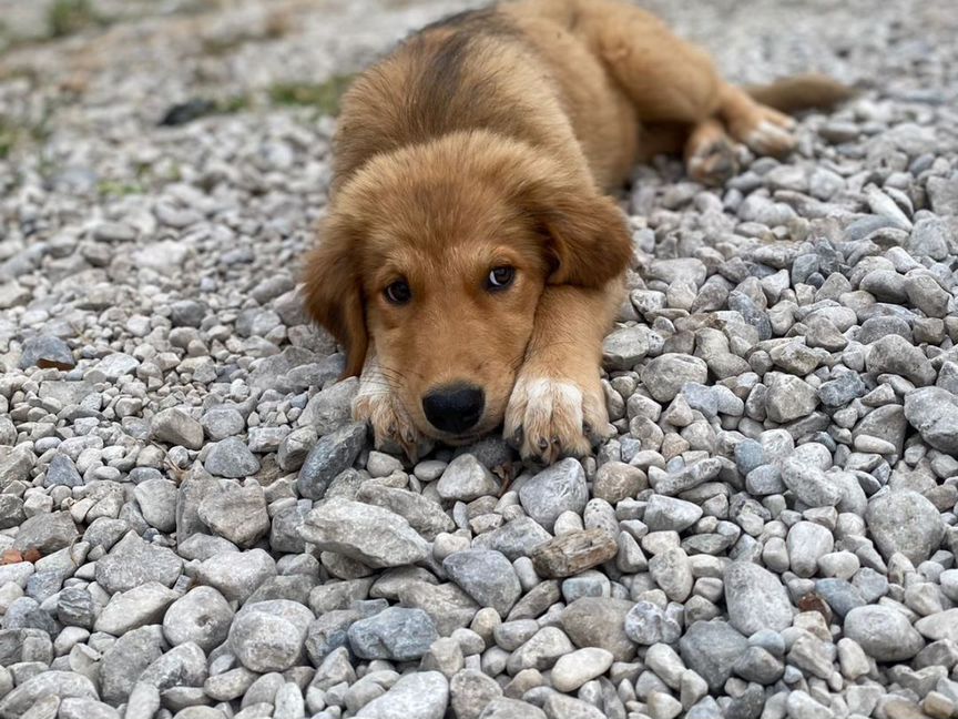 Собаки -смертники Абхазии (листайте фото)