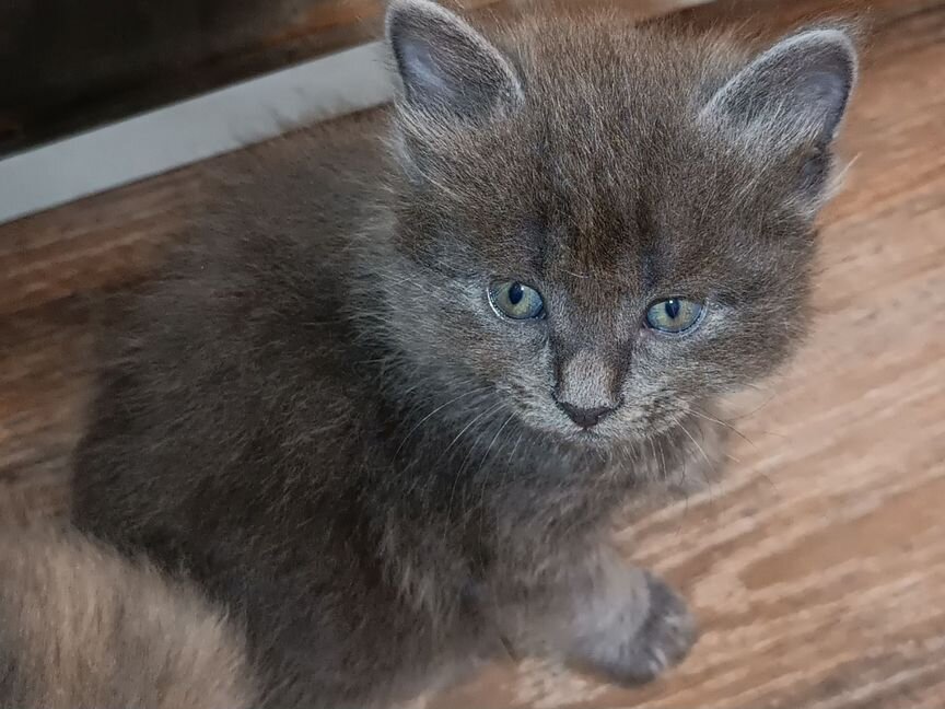 Котята курильский бобтейл