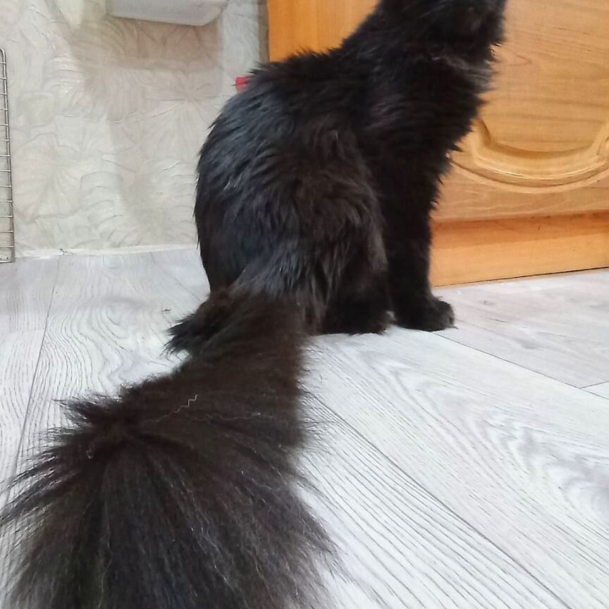 Котята мейн-кун