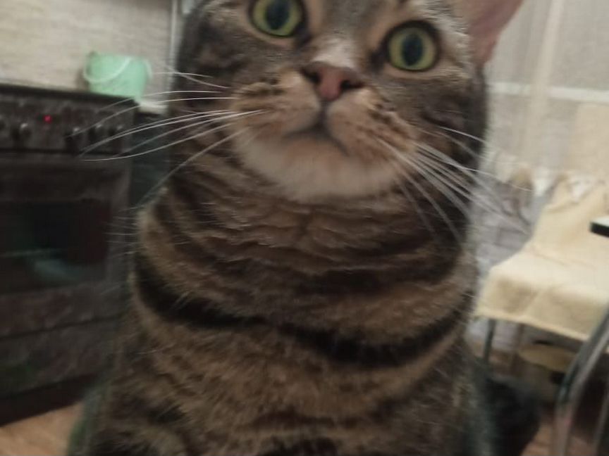 Котик в добрые руки