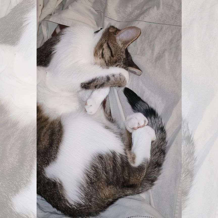 Взрослая, кошка в добрые руки