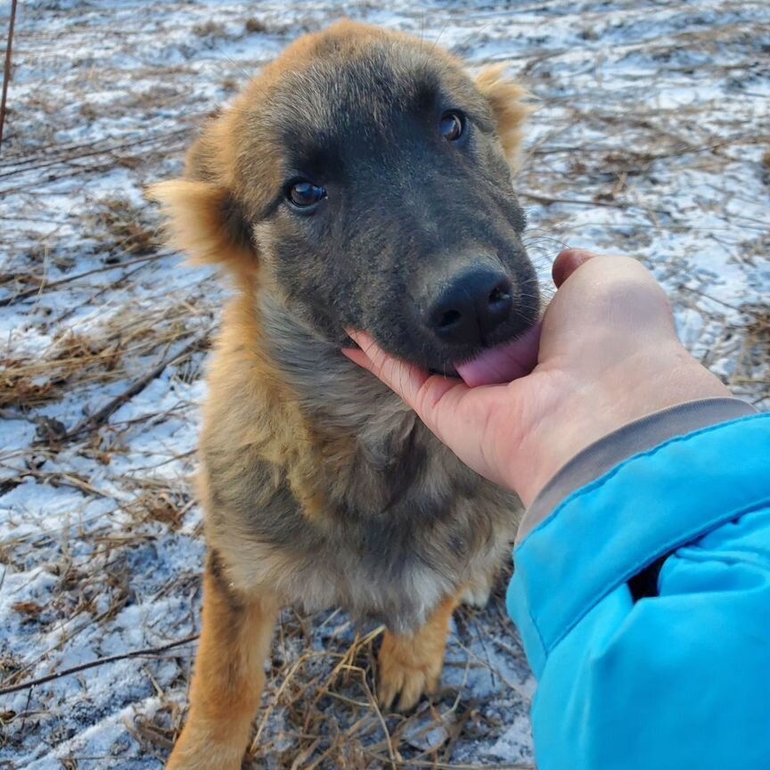 Бездомный щенок ищет семью