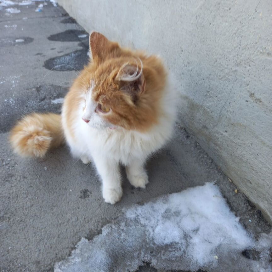Отдам кота в добрые руки бесплатно