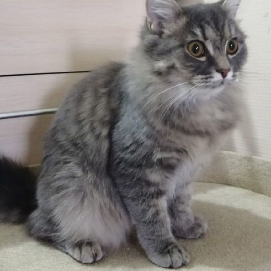 Дымчатая красавица в поисках дома