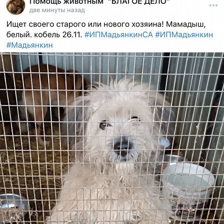 Найдена собака в Мамадыше