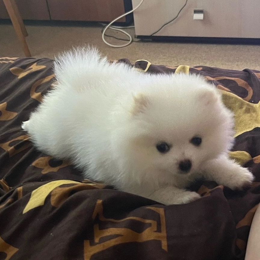 Померанский шпиц