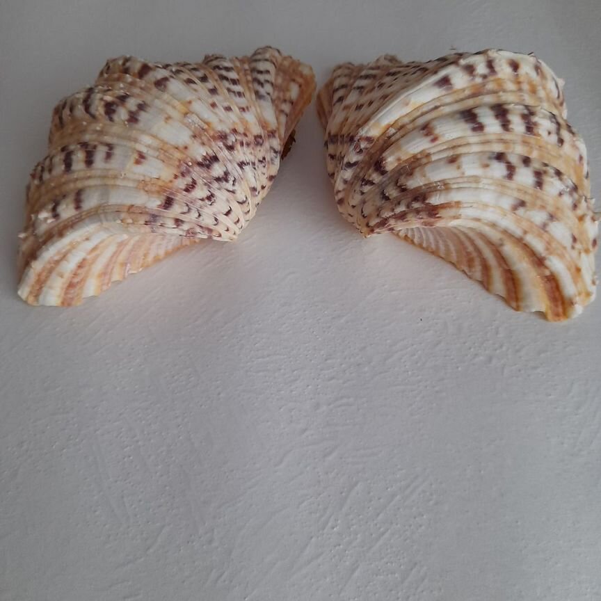 Морские раковины