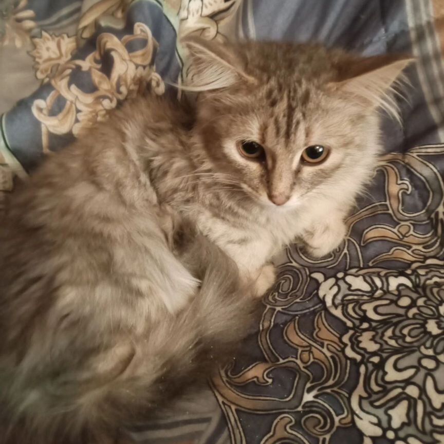 Соня 3 мес в добрую семью