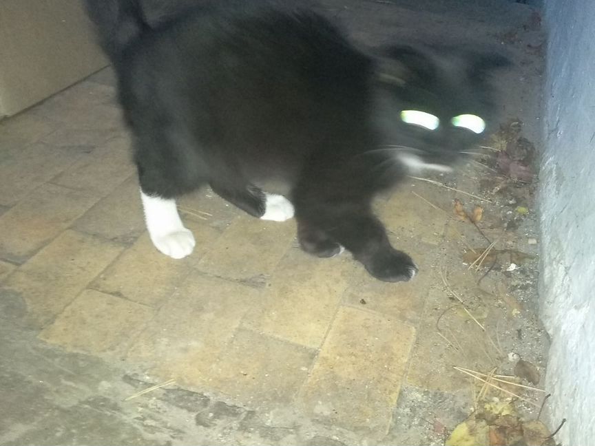 Котенок