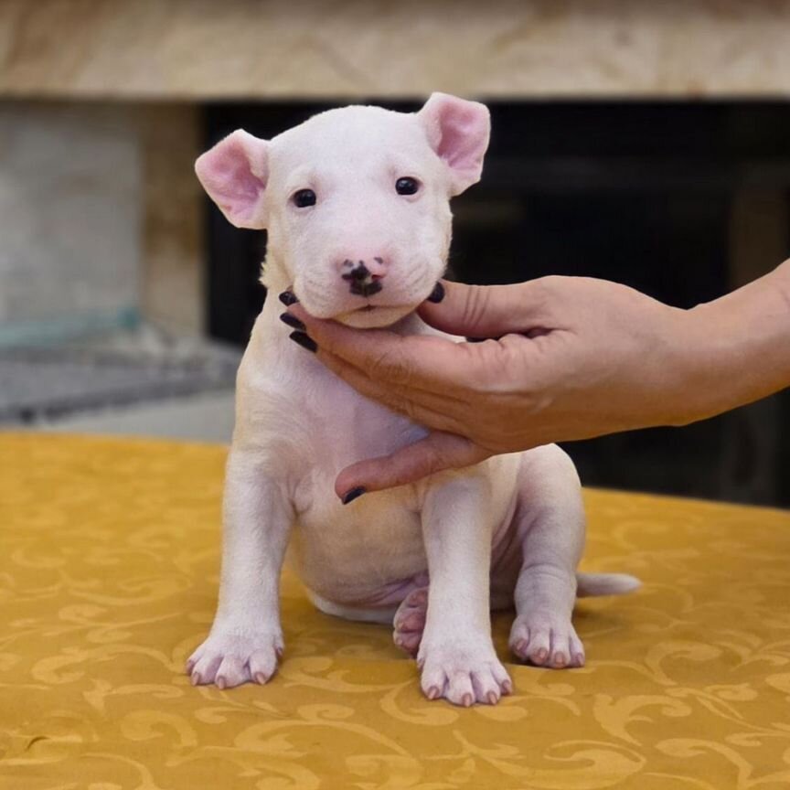 Мини-бультерьер, щенок