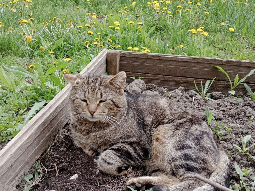 Кот
