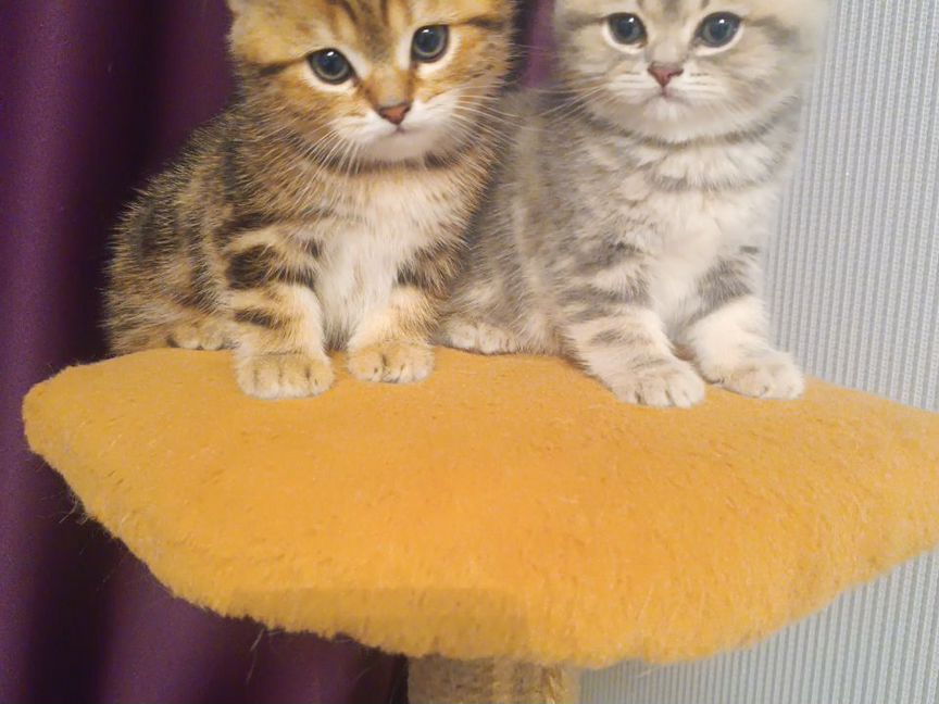 Шотландские котята Скоттиш-страйт