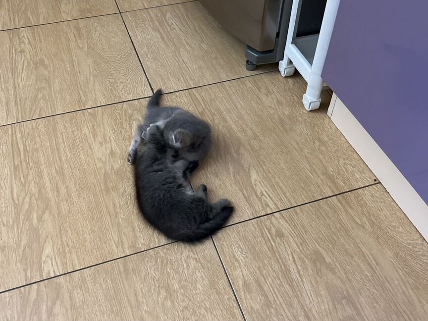 Продажа пушистых красавчиков, 1,5 месяца