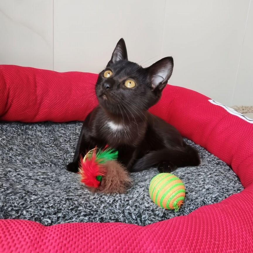 Котёнок в добрые руки