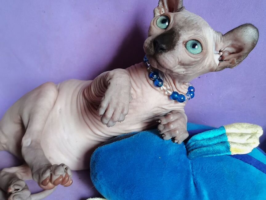 Канадский сфинкс котята Эльфята