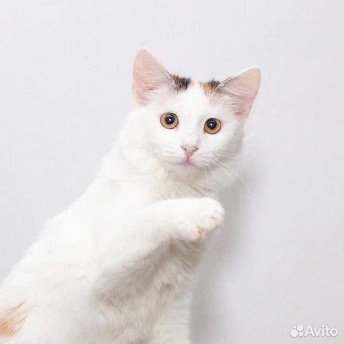 Милая кошечка Бэмби в добрые руки