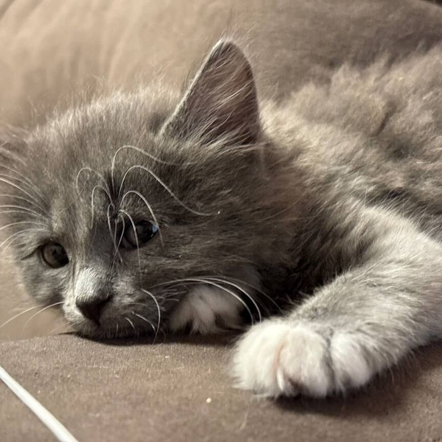 Котёнок в добрые руки