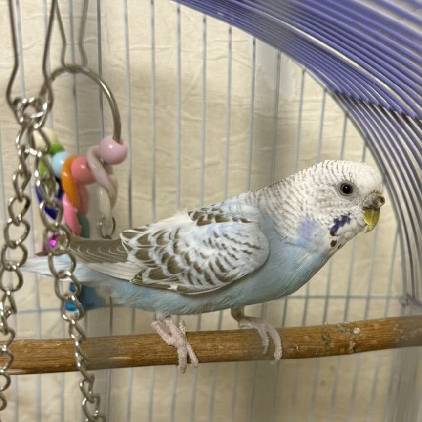 Волнистый попугай девочка