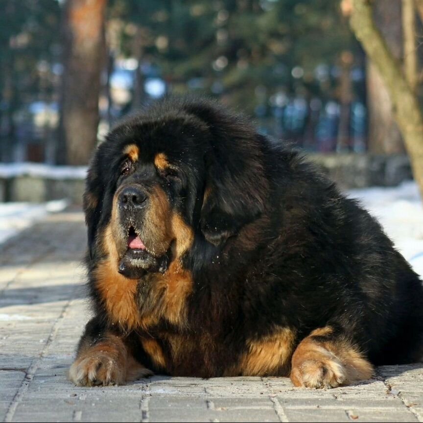 Малыши тибетского мастифа